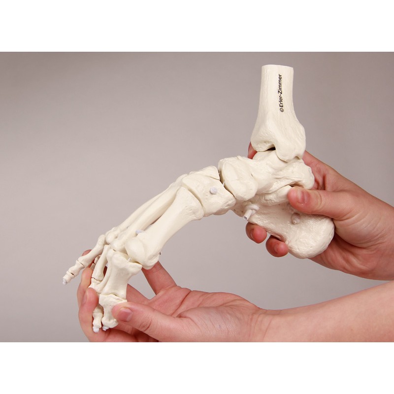 Flexible Model Foot Skeleton with Lower Leg Insertion | Health and Care